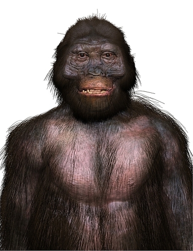 Australopithecus Garhi