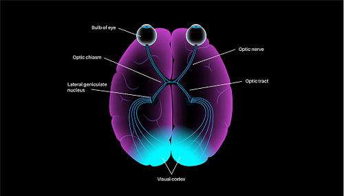 Vestibular Bulb Diagram VESTIBULAR BULB Stock Photos And Images