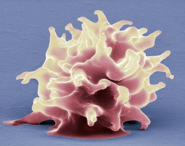 Red Blood Cell Electron Microscope
