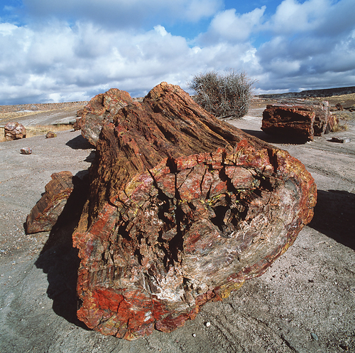 Petrifaction Fossils