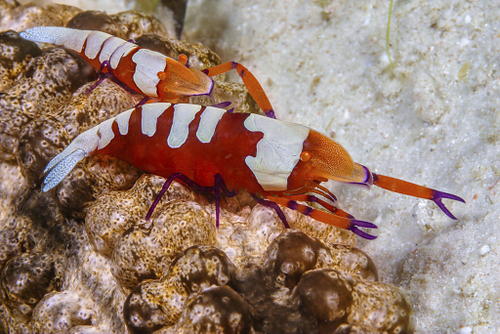 Commensalism Animals
