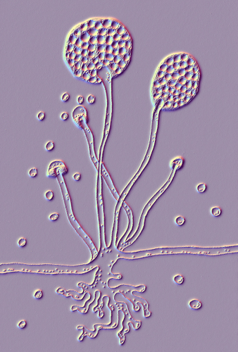 Microscopio Rhizopus Stolonifer Rhizopus Stolonifer Under Microscope