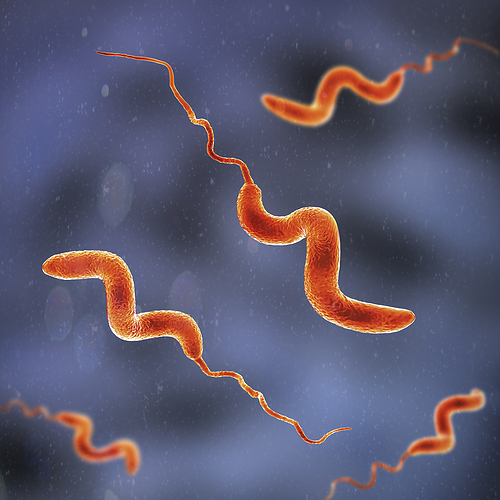 Spirilla