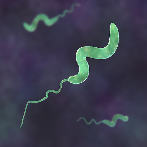Spirilla